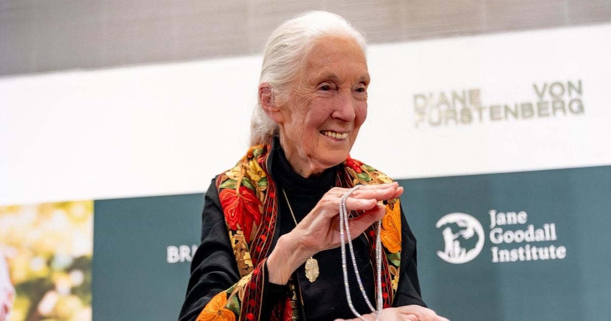 Déprogrammation : France 5 bouscule sa grille pour rendre hommage à Jane Goodall - Puremédias
